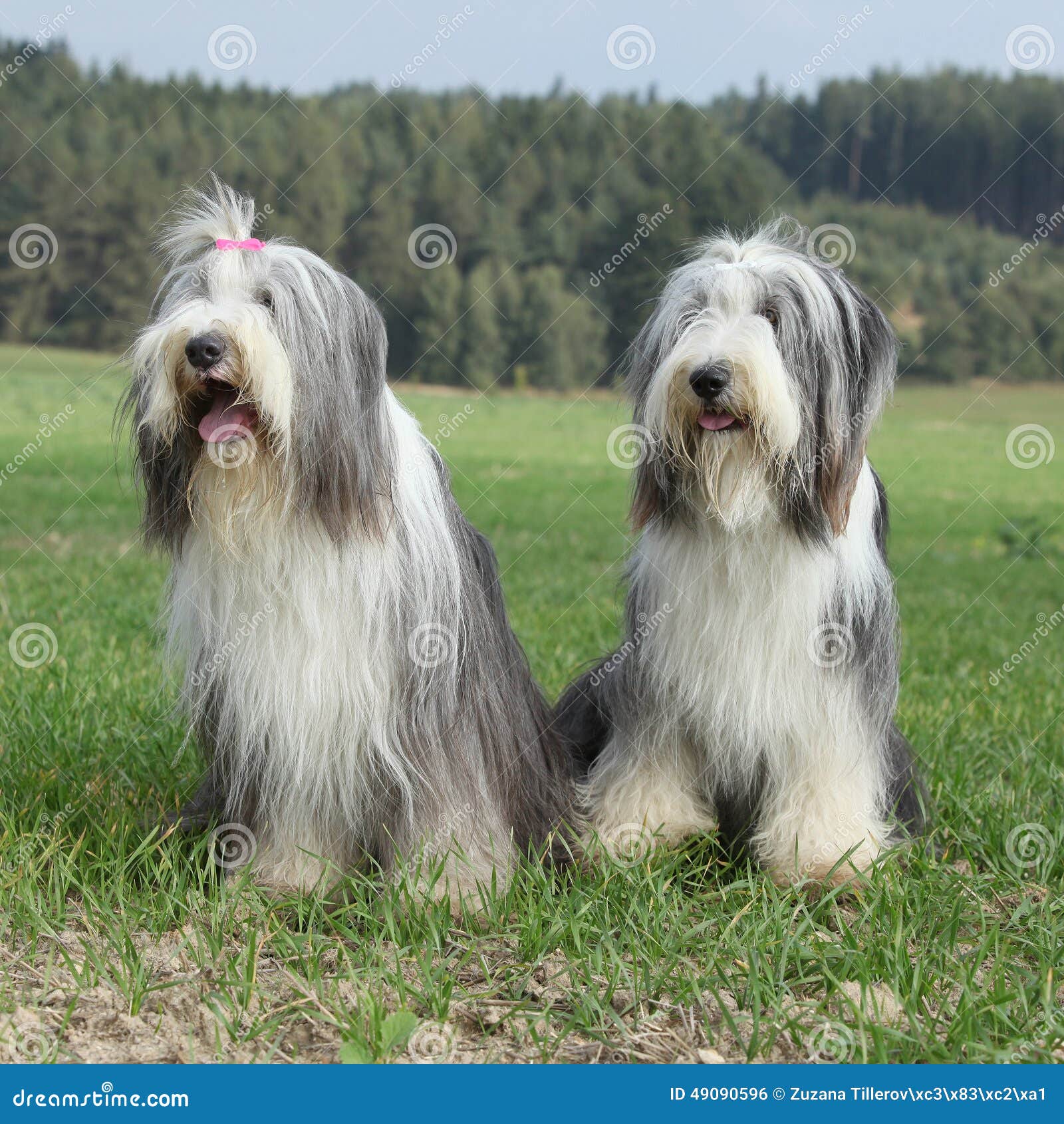 Couple of Amazing Bearded Collies Stock Photo - Image of domestic ...