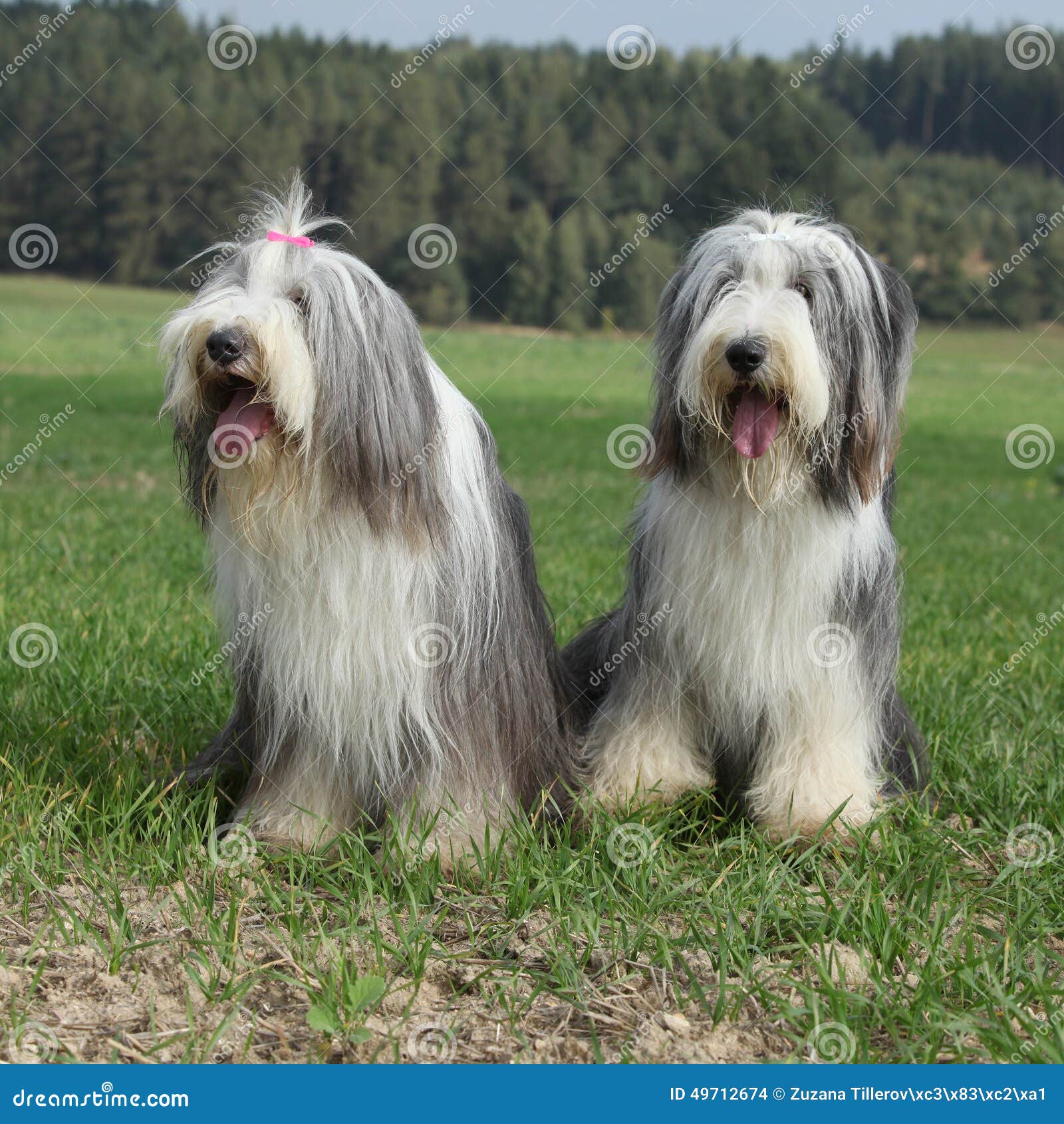Couple of Amazing Bearded Collies Stock Photo - Image of domestic ...