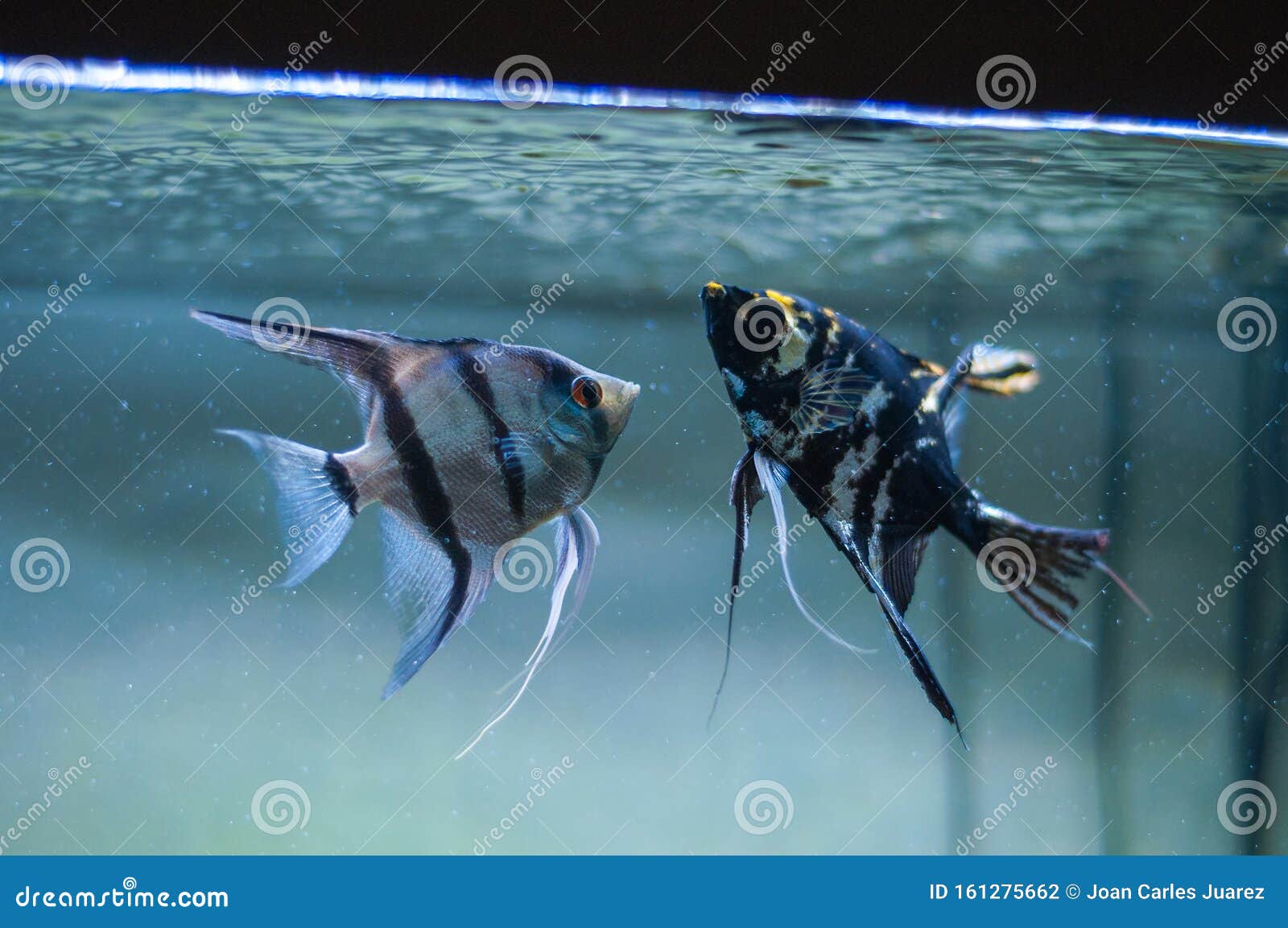 Couple of Angel Fish in Fish Tank Stock Photo - Image of couple, fresh ...