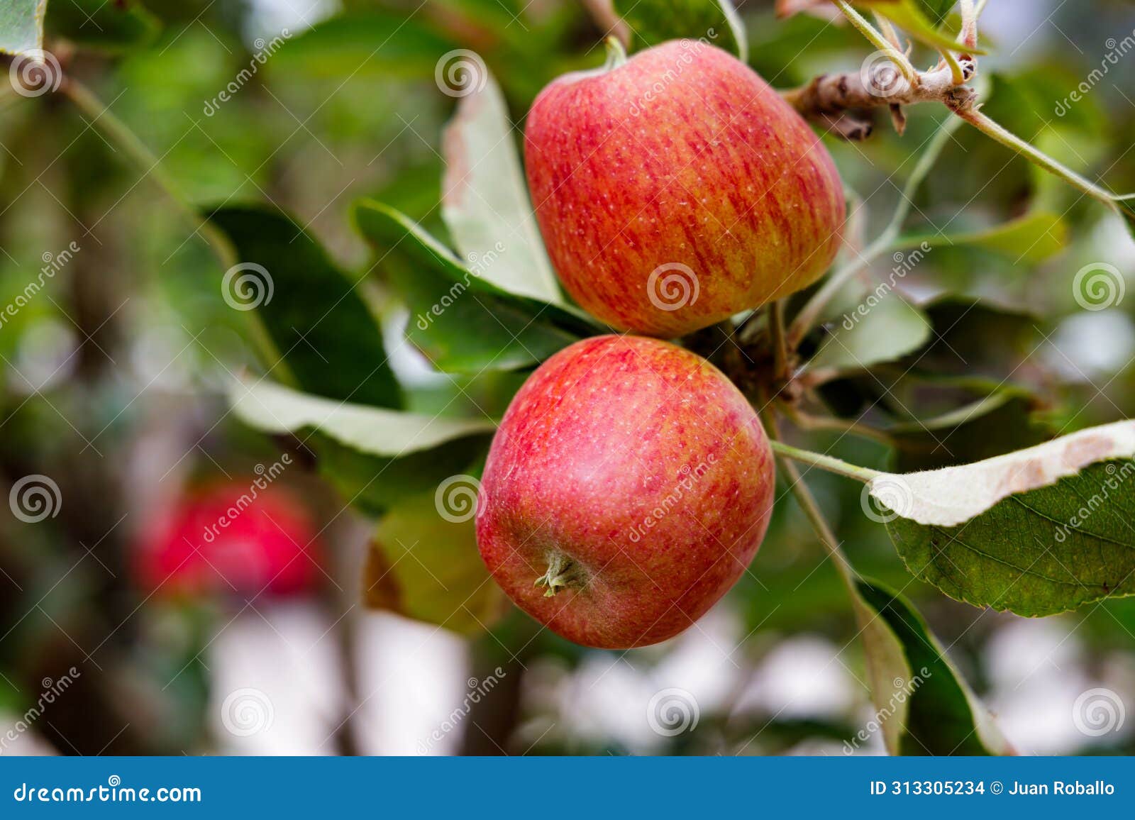 A Couple of Apples on an Apple Tree Stock Photo - Image of ripe, crop ...