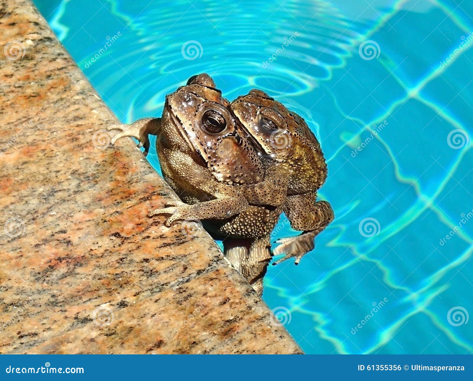Asian Common Toad Duttaphrynus Melanostictus Stock Photo ...