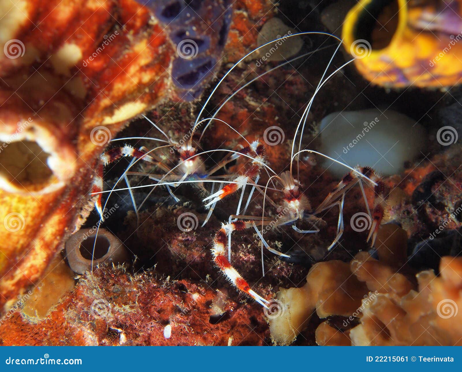 Couple of Banded Coral Shrimp Stock Image - Image of shrimp, aquatic ...