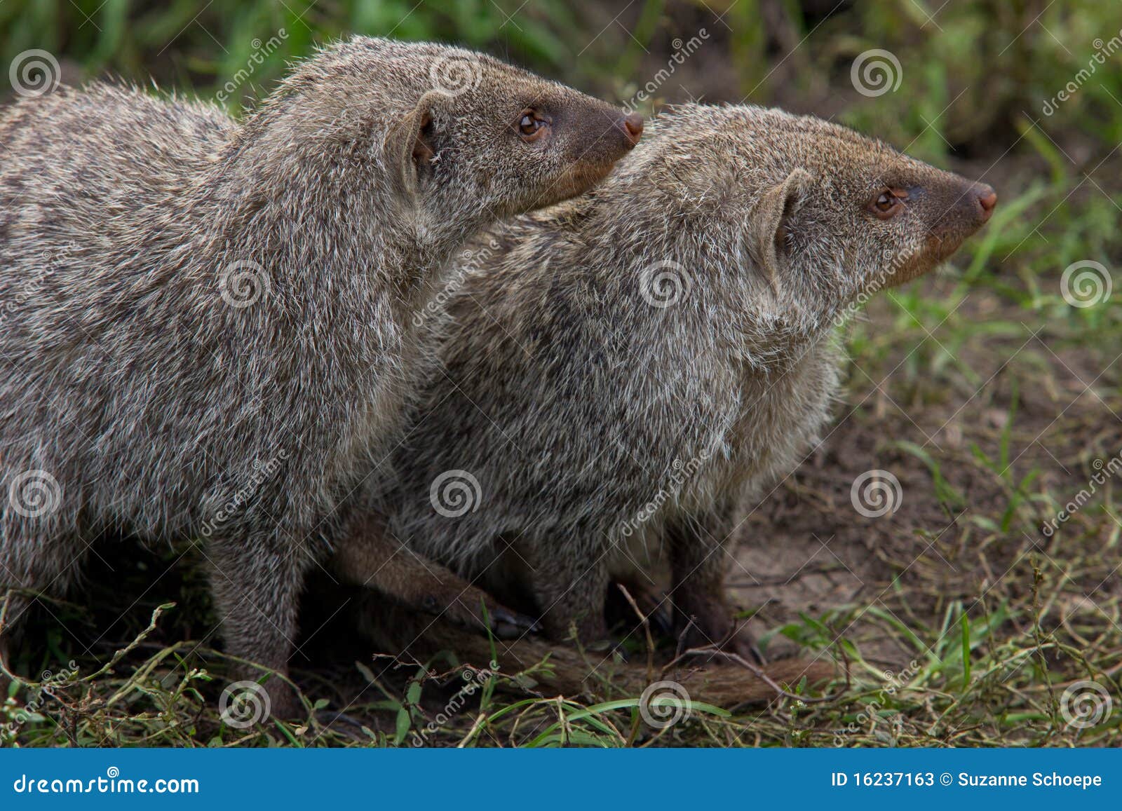 Couple of Banded Mongoose stock image. Image of wild - 16237163