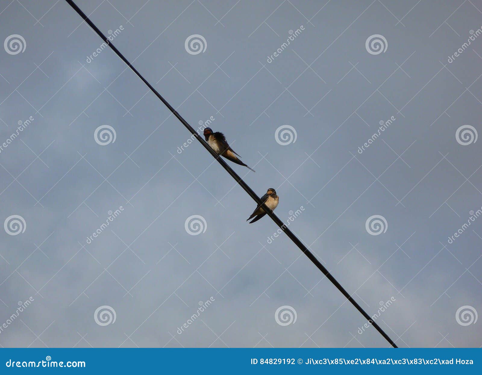 Couple of Barn Swallows on a Wire Stock Photo - Image of white, rustica ...