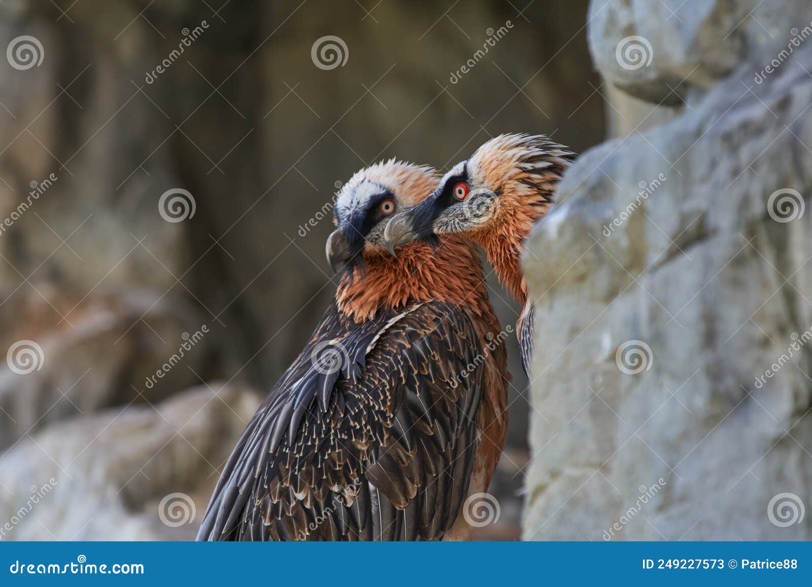 Couple Bearded Vultures on Rock Face Checking Surroundings Stock Image ...