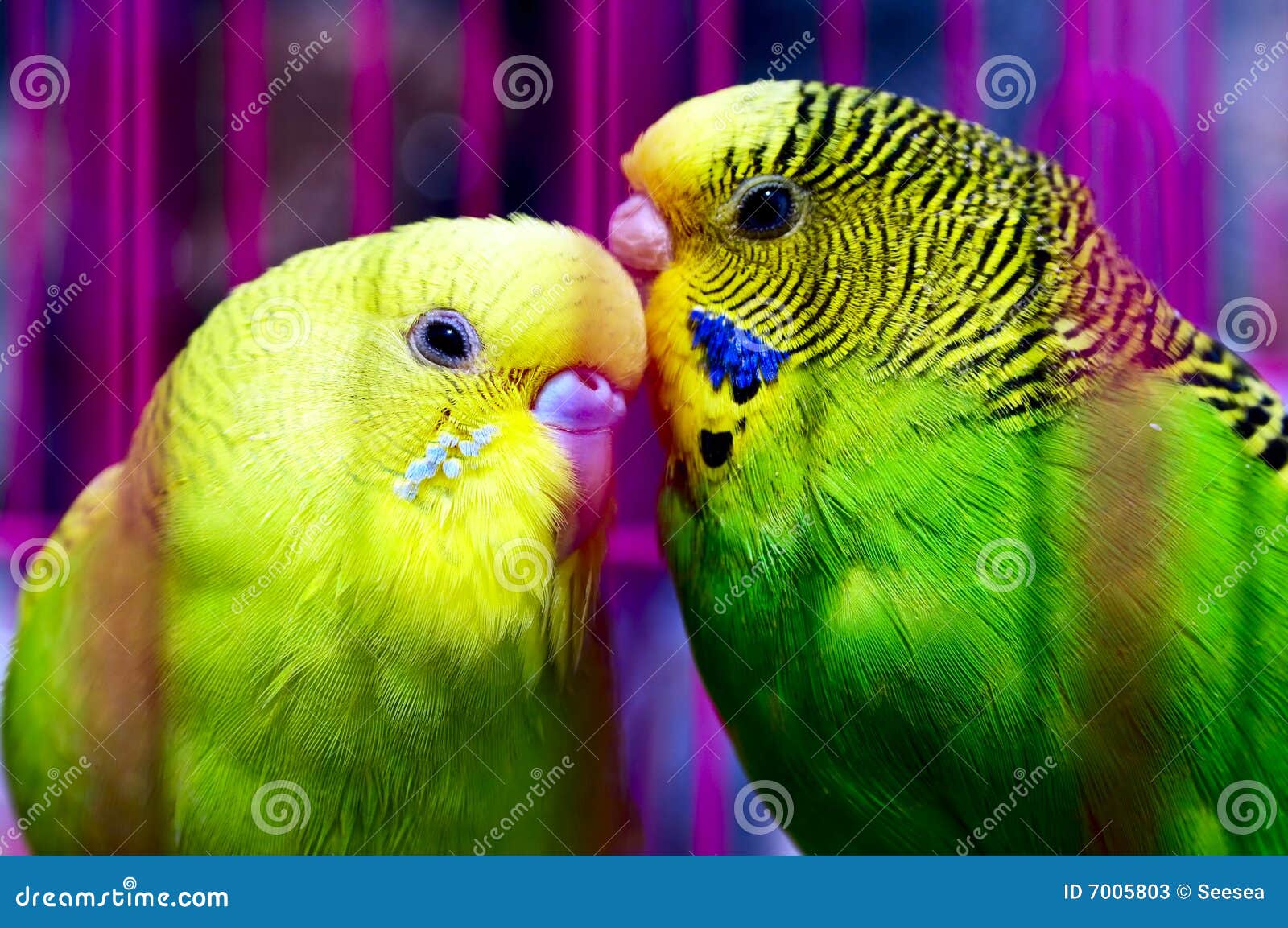 Couple of beautiful parrot stock image. Image of lover - 7005803