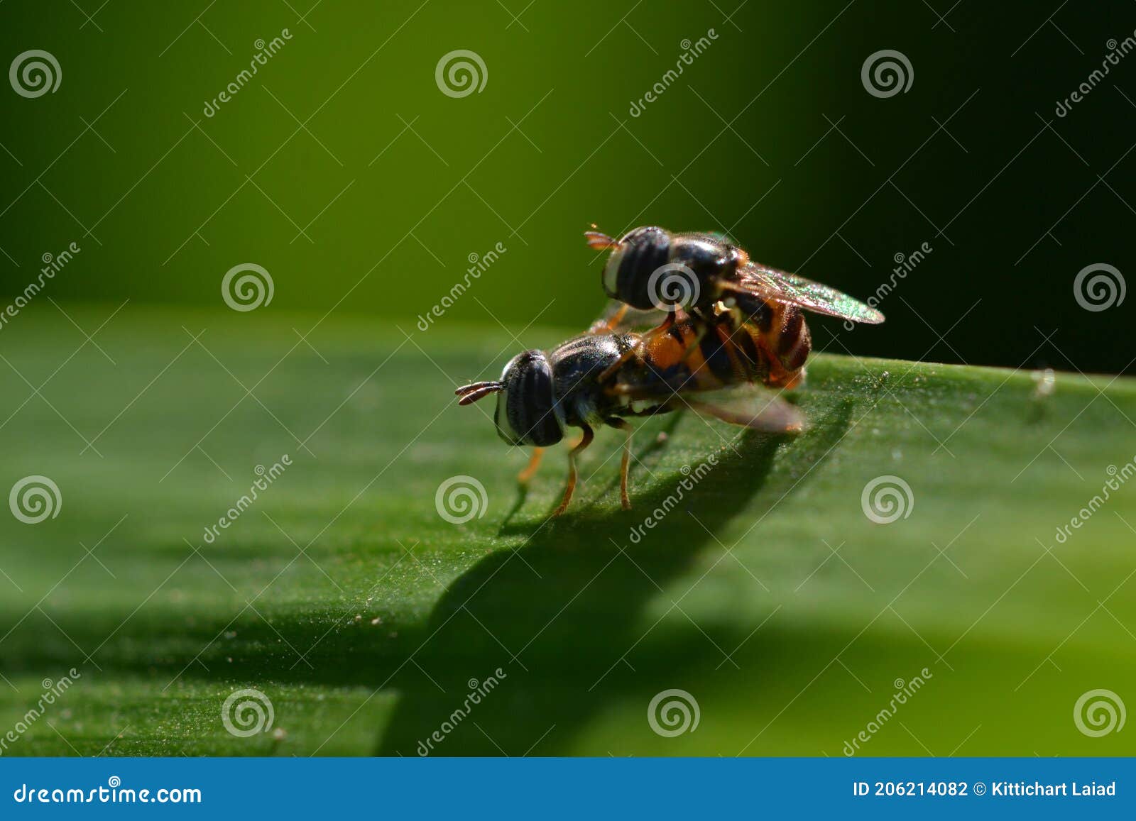Hoverfly Couple Mating On A Green Leaf Royalty-Free Stock Image ...