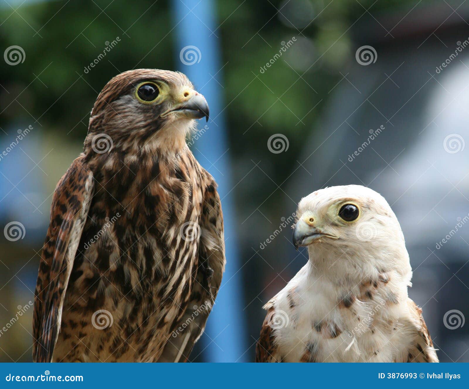 A couple bird stock image. Image of bird, couple, brown - 3876993