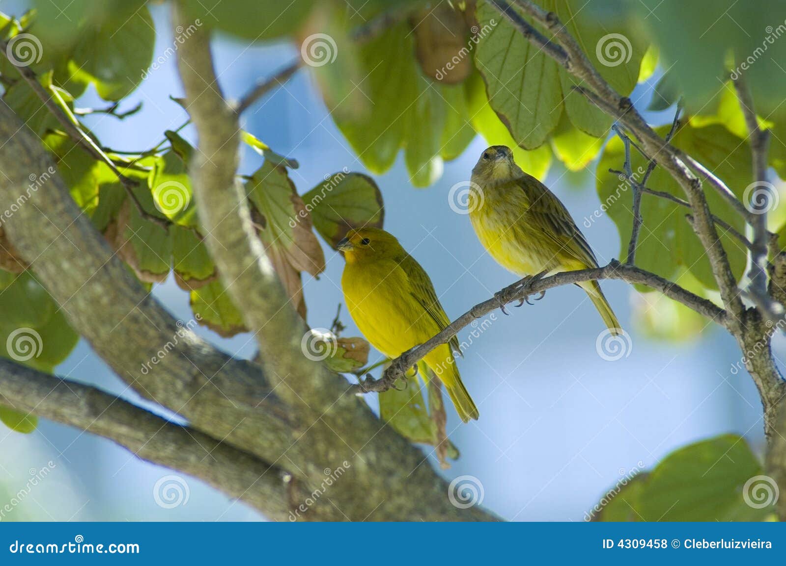 Couple birdÂ´s stock photo. Image of wildlife, brazil - 4309458