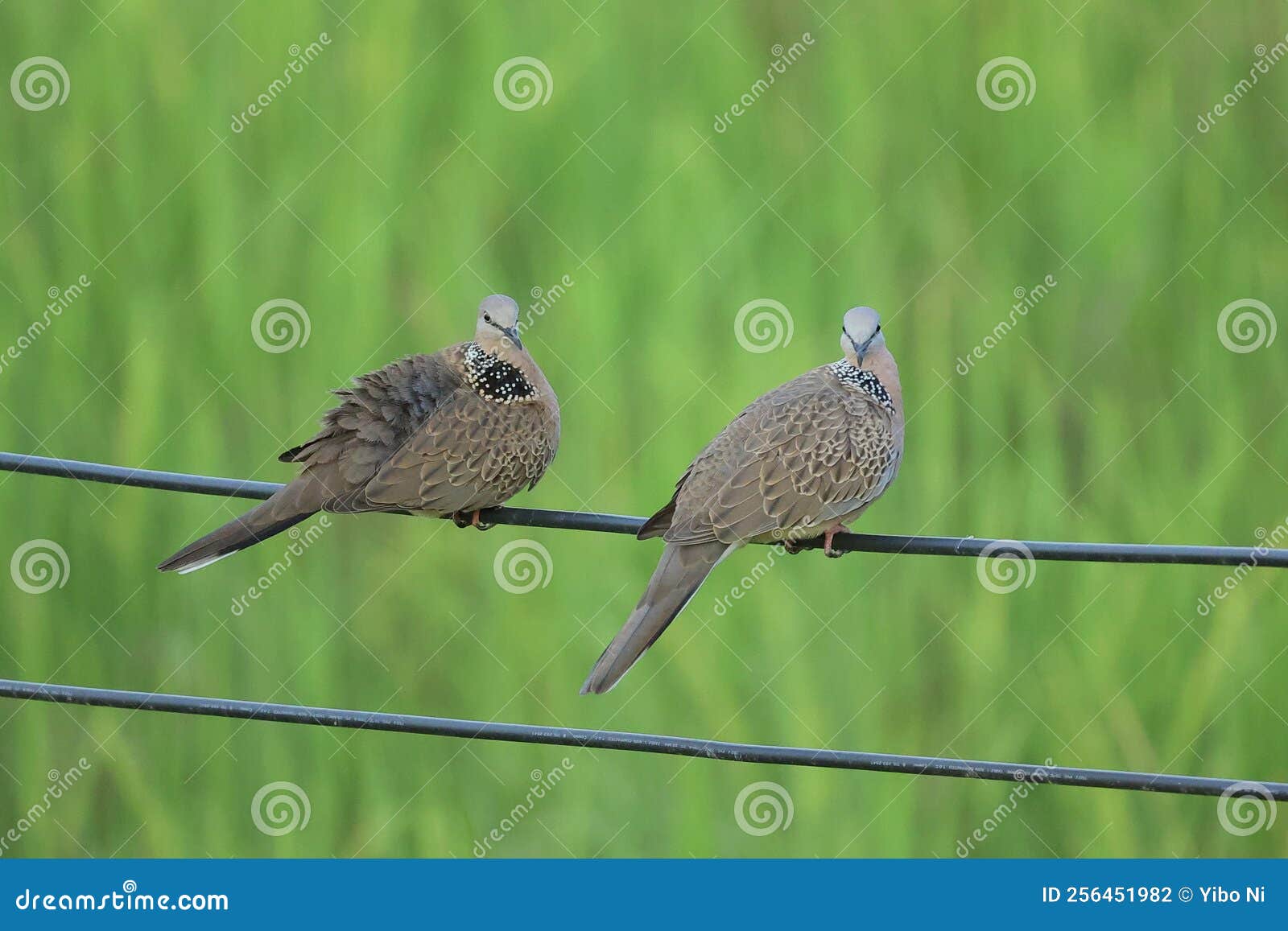 Couple Birds Stand Together in the Field Stock Photo - Image of beak ...