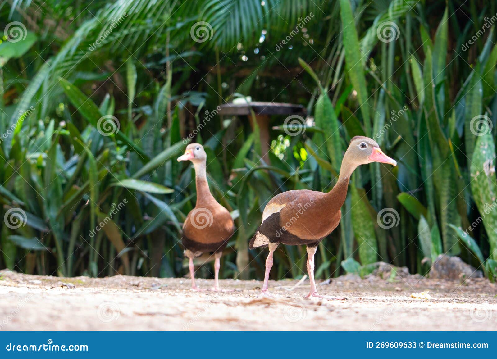 Couple of Black-bellied Whistling Tree Ducks Stock Image - Image of ...