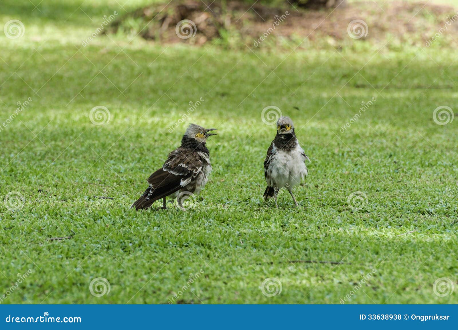 Couple Black-collared Starling Bird Talking in Grass Field Stock Photo ...