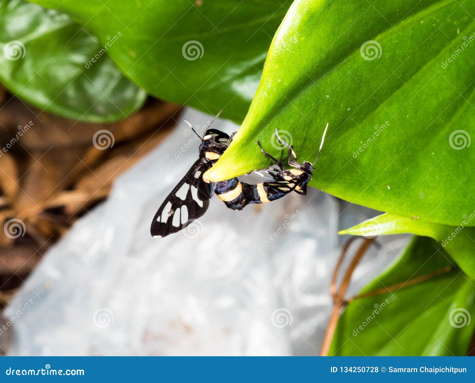 Couple of Black Moth on a Leaf in Mating Season Stock Photo - Image of ...