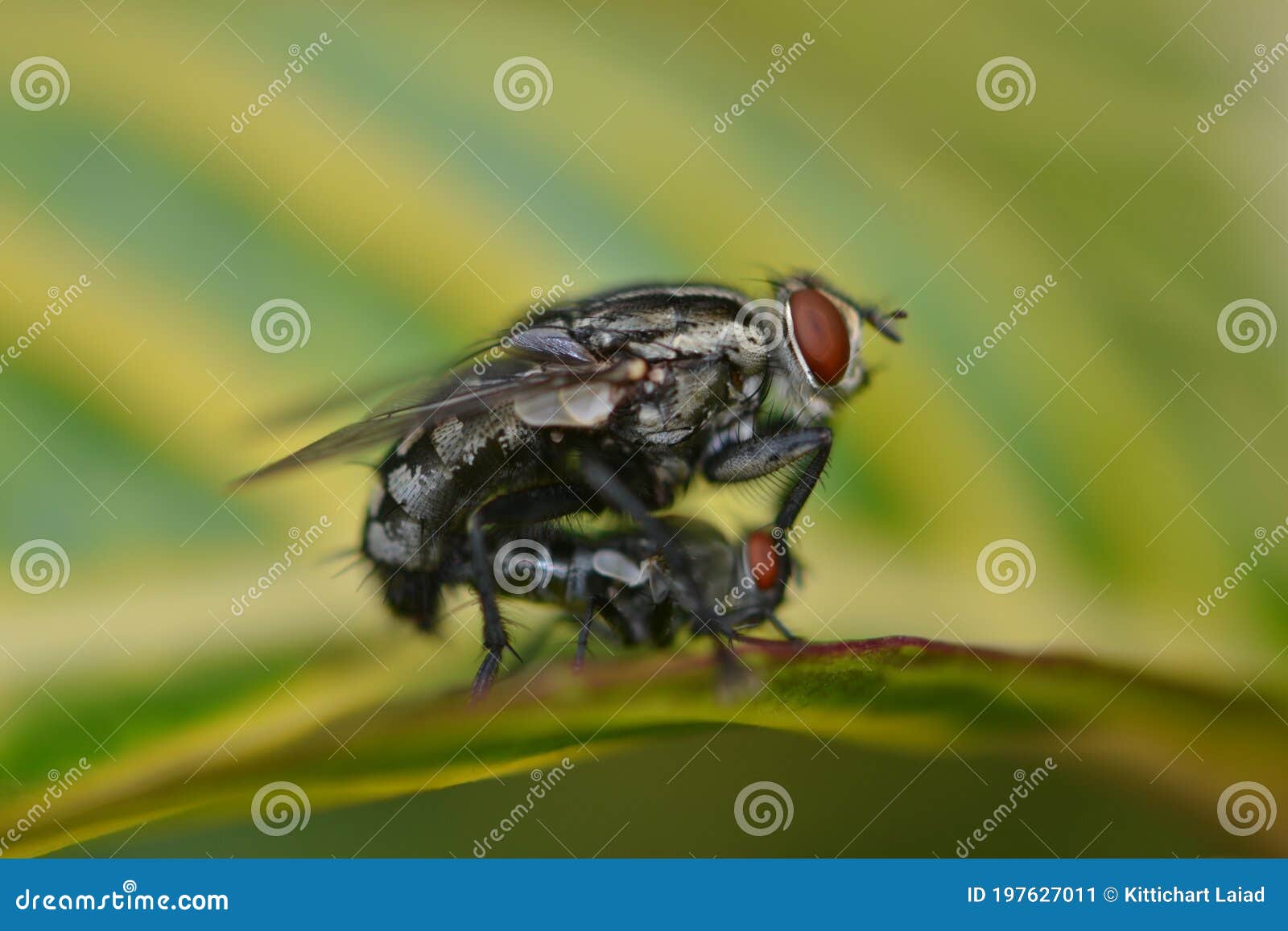 Couple of Black Soldier Flies Mating Stock Image - Image of leaf ...