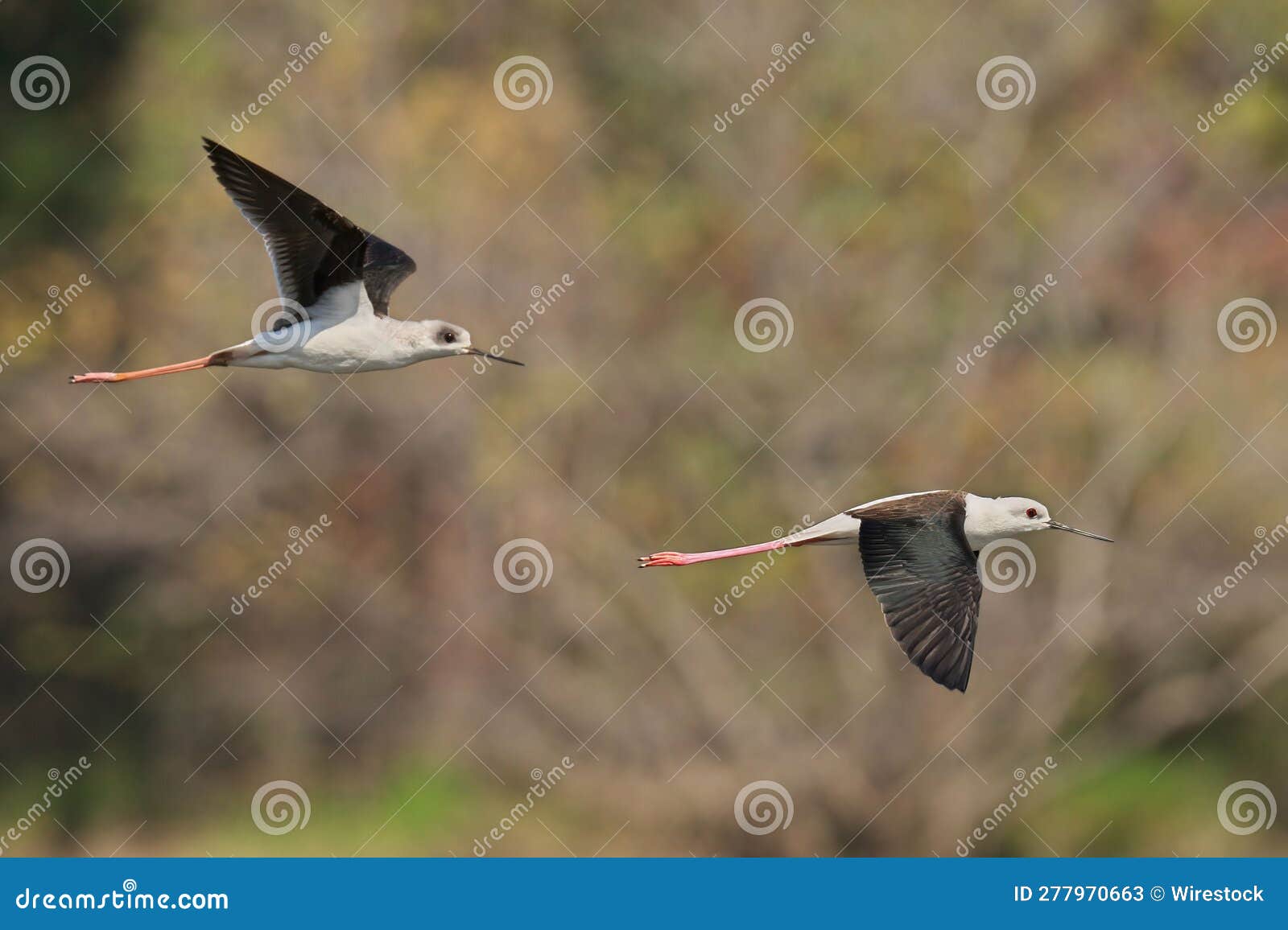 Couple of Black-winged Stilts during Flight. Stock Image - Image of ...