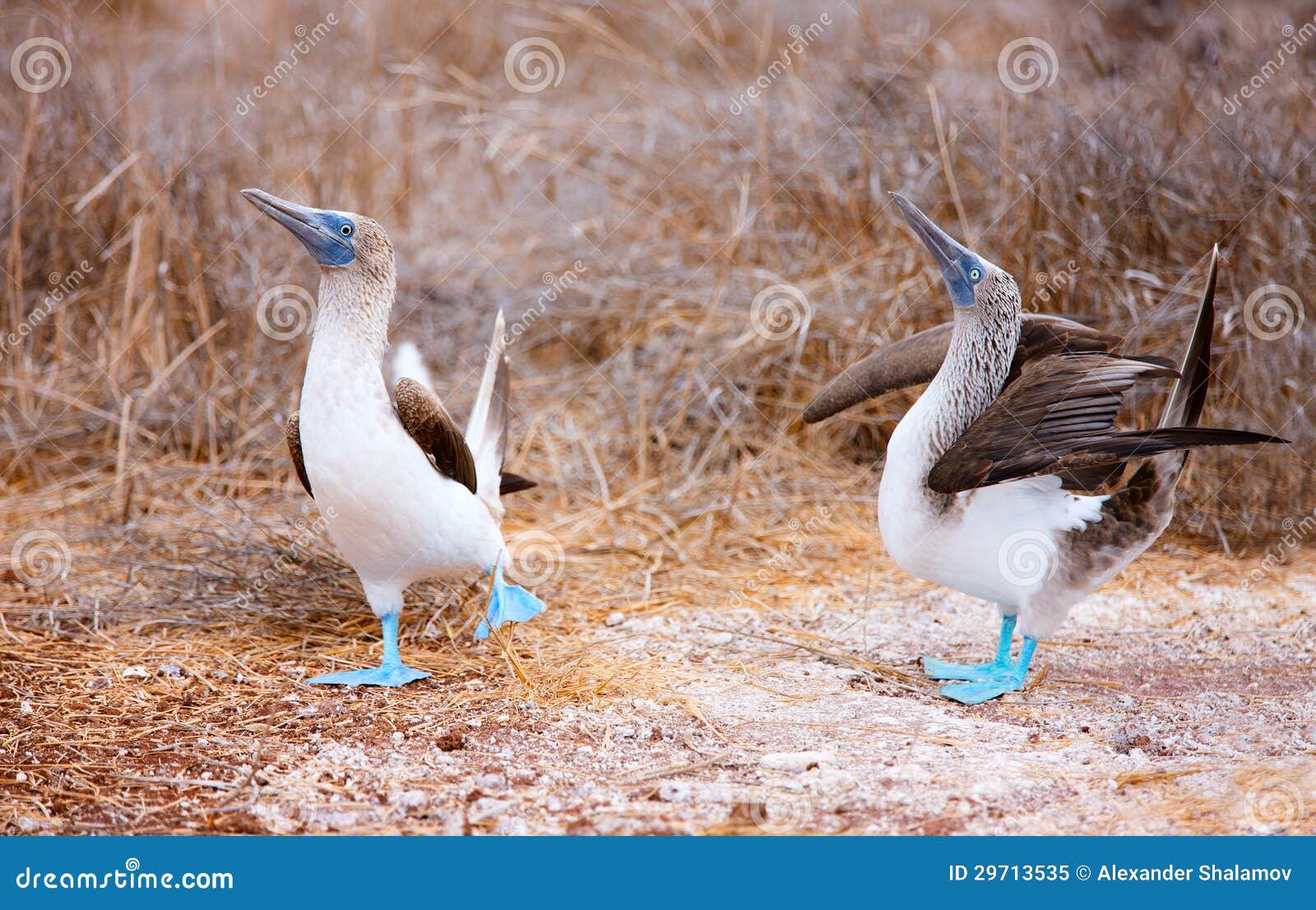 The Mating Dance Of The Snakes Royalty-Free Stock Photography ...