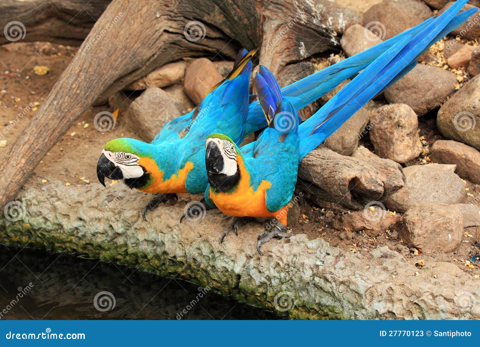 Couple Blue-and-yellow Macaws (Ara Ararauna) Stock Photography ...