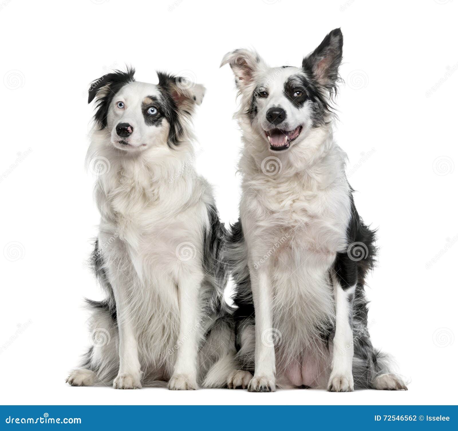 Couple of a Border Collie, Isolated on White Stock Photo - Image of ...