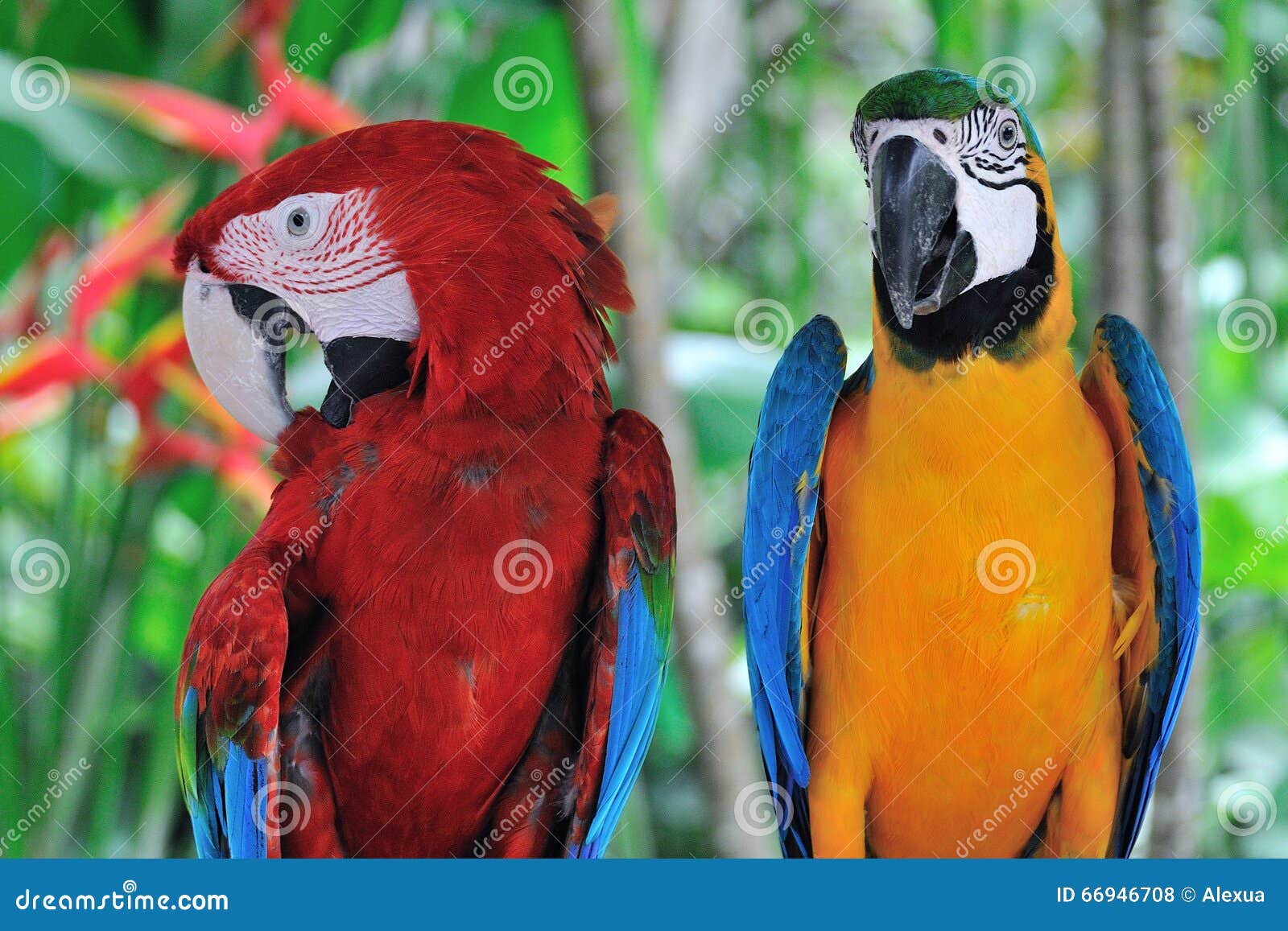 Couple of bright parrot stock photo. Image of bali, bright - 66946708