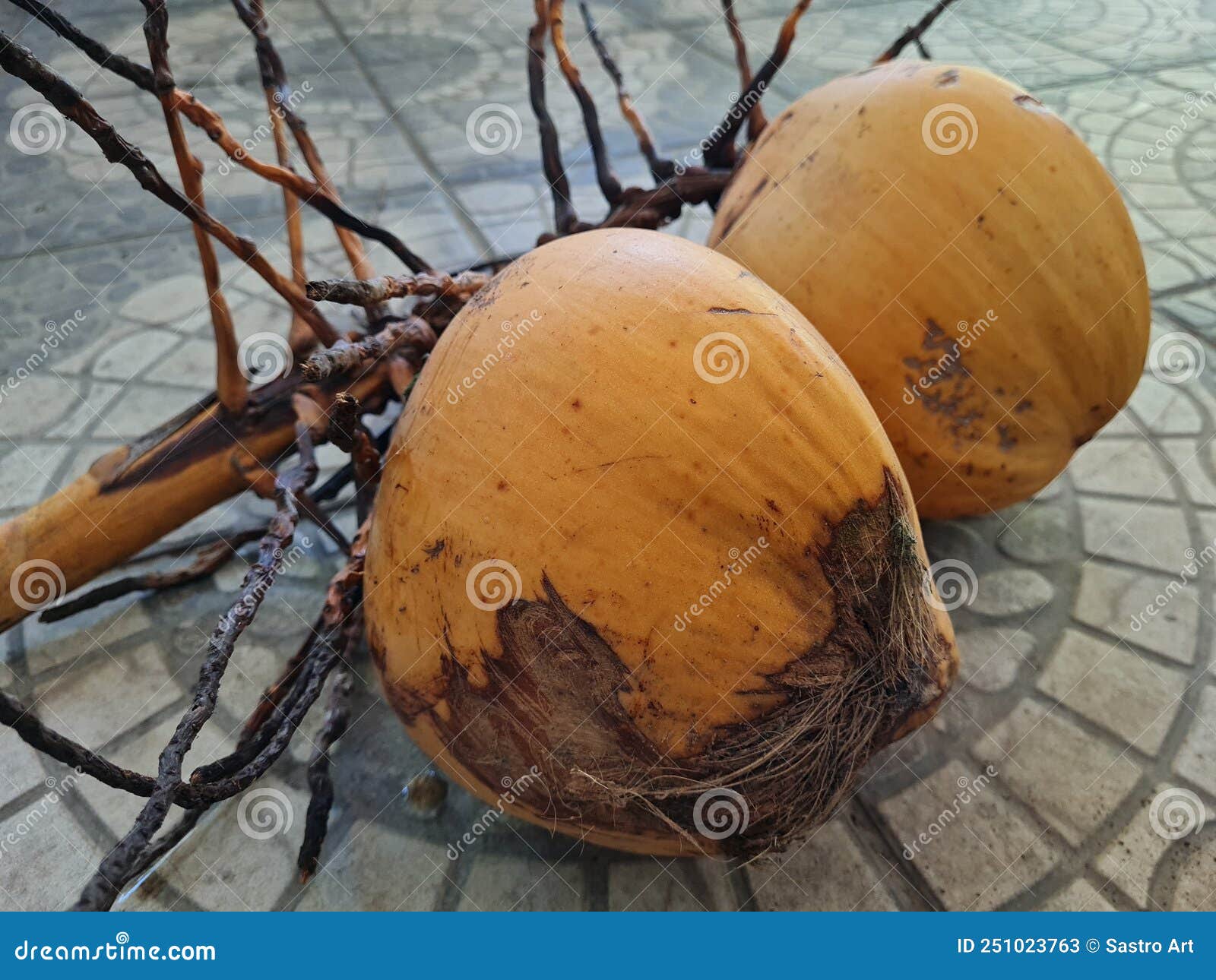 Couple Brown Coconut stock image. Image of food, touch - 251023763