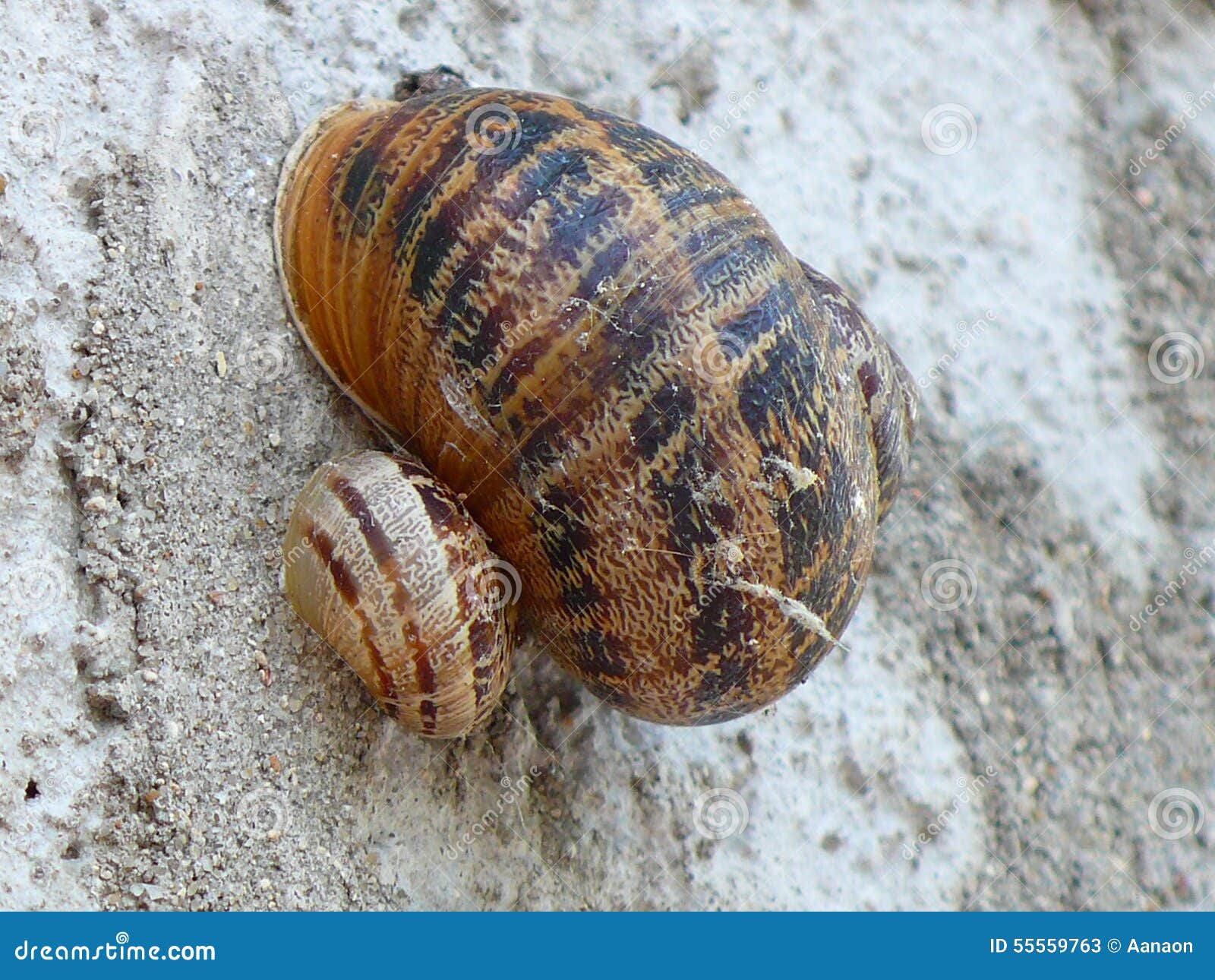 Couple Brown Garden Snails(Helix Aspersa Aspersa) Stock Image - Image ...