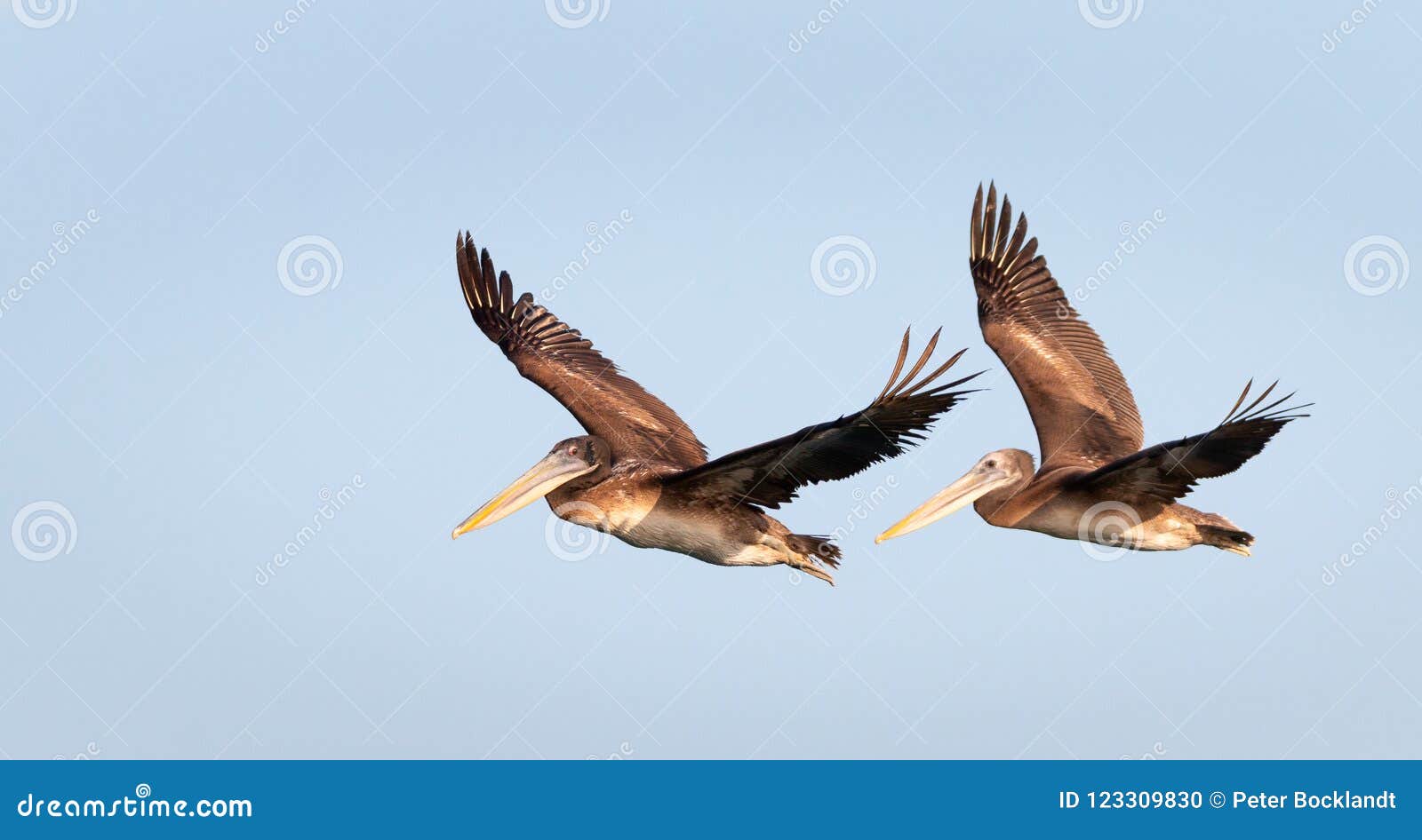 Couple of Brown Pelicans in Flight Stock Photo - Image of gracefully ...