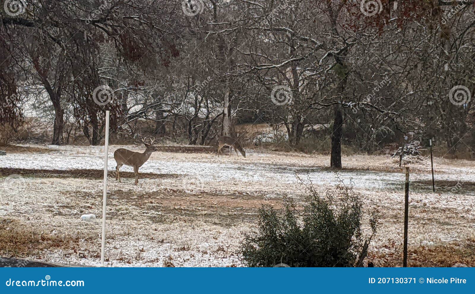 A Couple Bucks Bucking Around in the Snow Stock Image - Image of tree ...