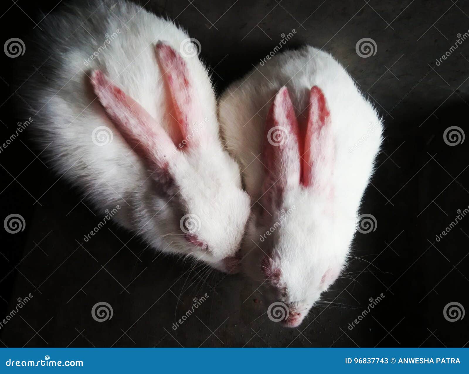 Couple Bunny stock image. Image of closeup, funny, cute - 96837743