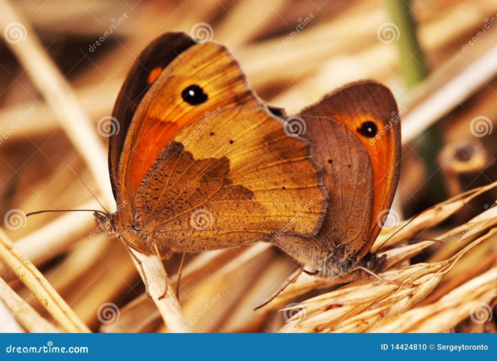 Couple of butterflies stock photo. Image of female, beautiful - 14424810