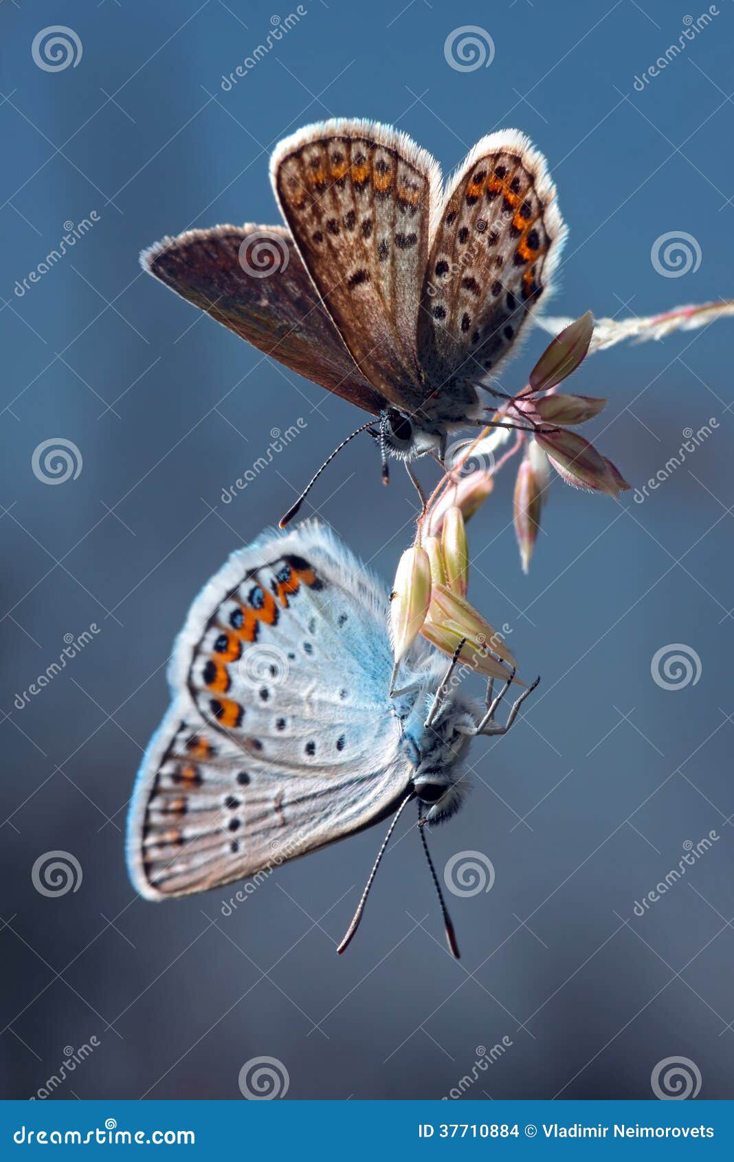Couple of Butterflies on a Blue Background Stock Photo - Image of ...