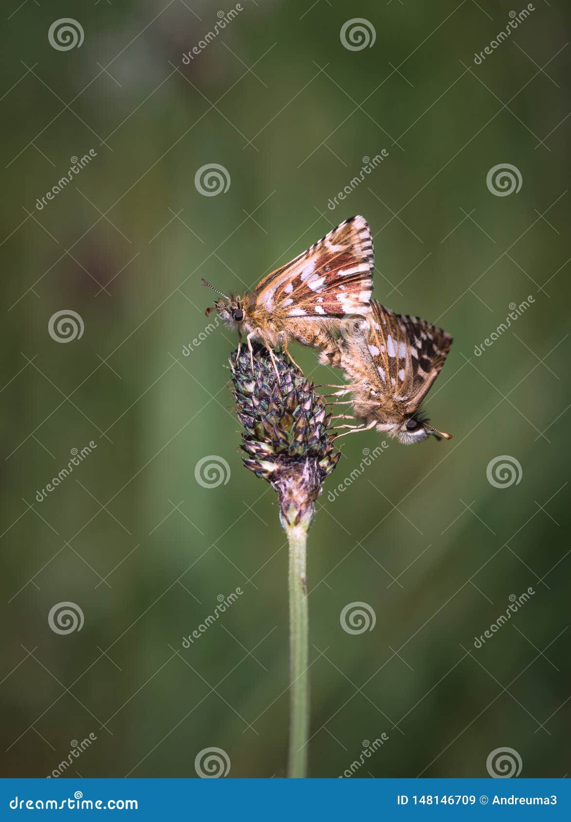 Couple of butterflies stock image. Image of green, natural - 148146709