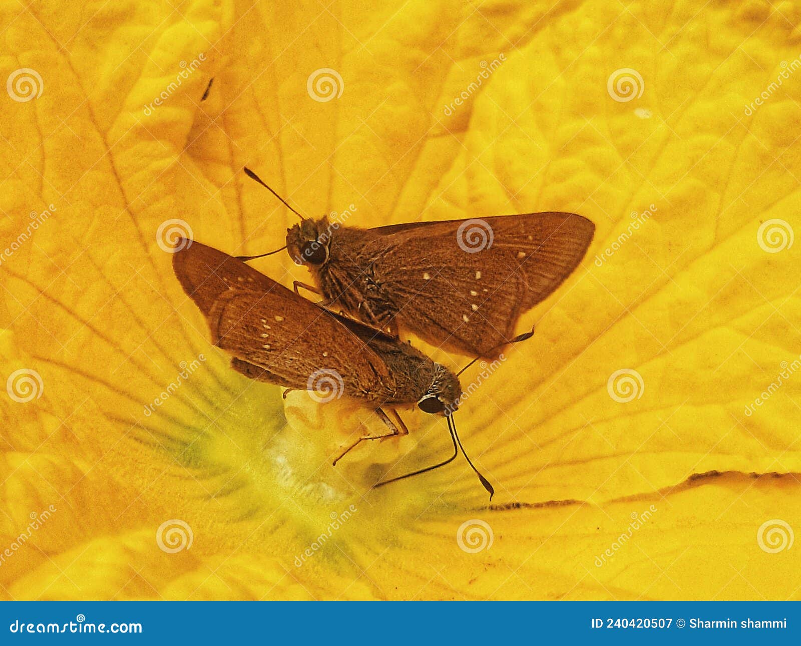 Couple Butterfly on the Flower Stock Image - Image of butterfly ...