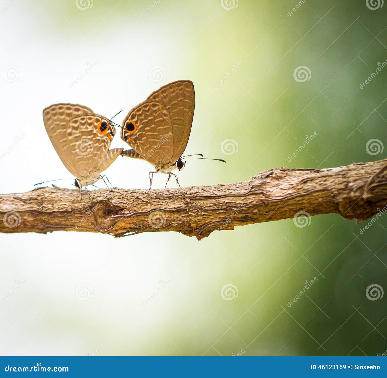 Couple Butterfly Making Love Stock Image - Image of science, spots ...