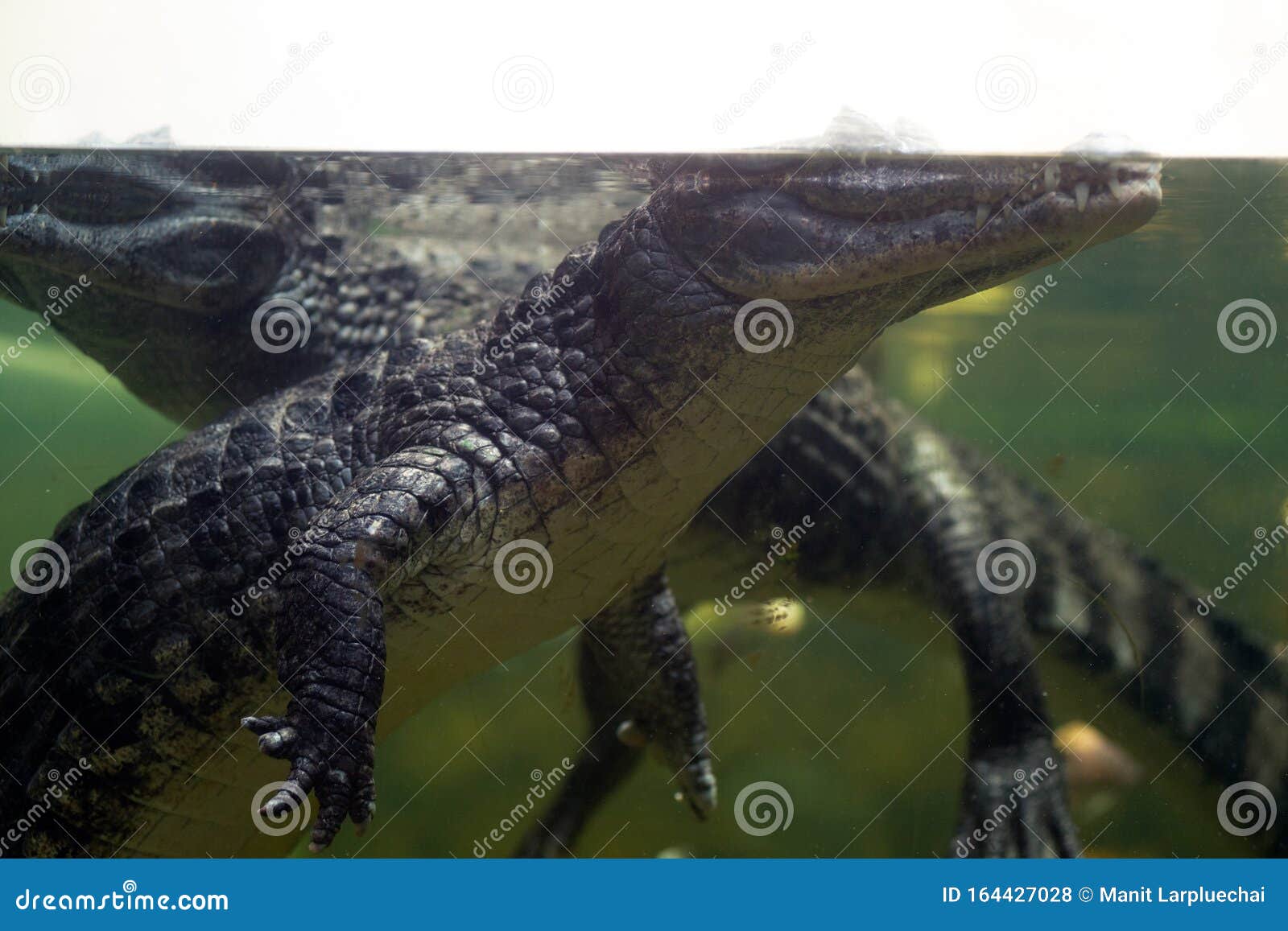 Caiman Alligatoridae Relax Sleeping in the Pond. Stock Photo - Image of ...