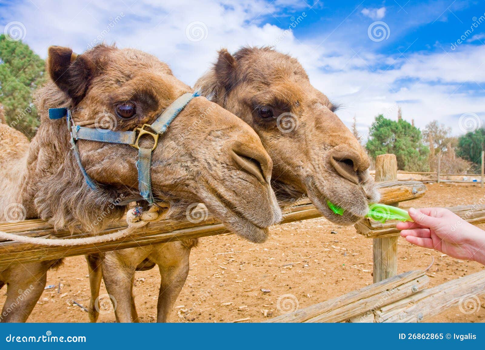 Couple of Camels feeding stock image. Image of clouds - 26862865