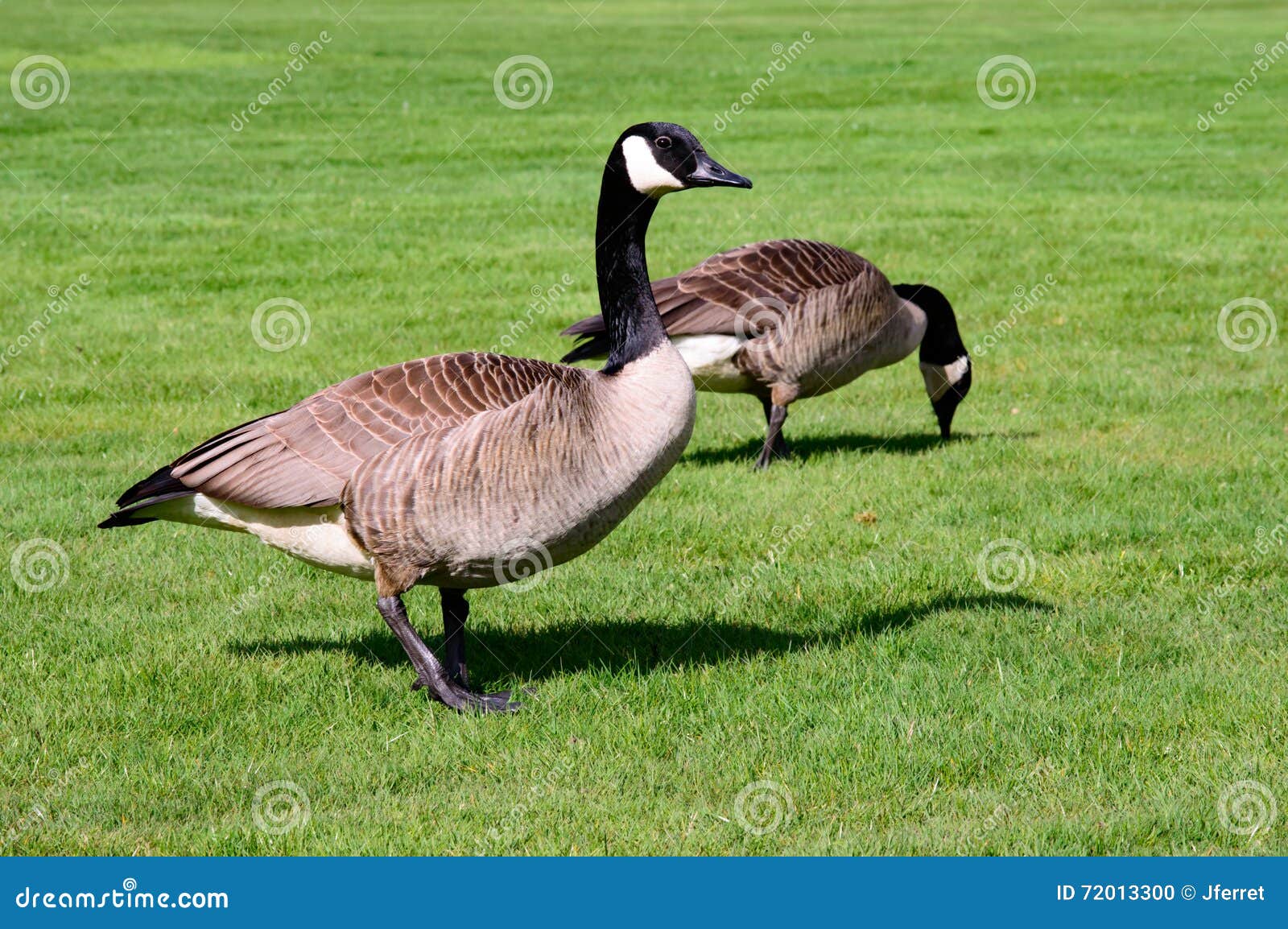 Couple of Canada Geese Feeding Stock Photo - Image of outdoor, fresh ...