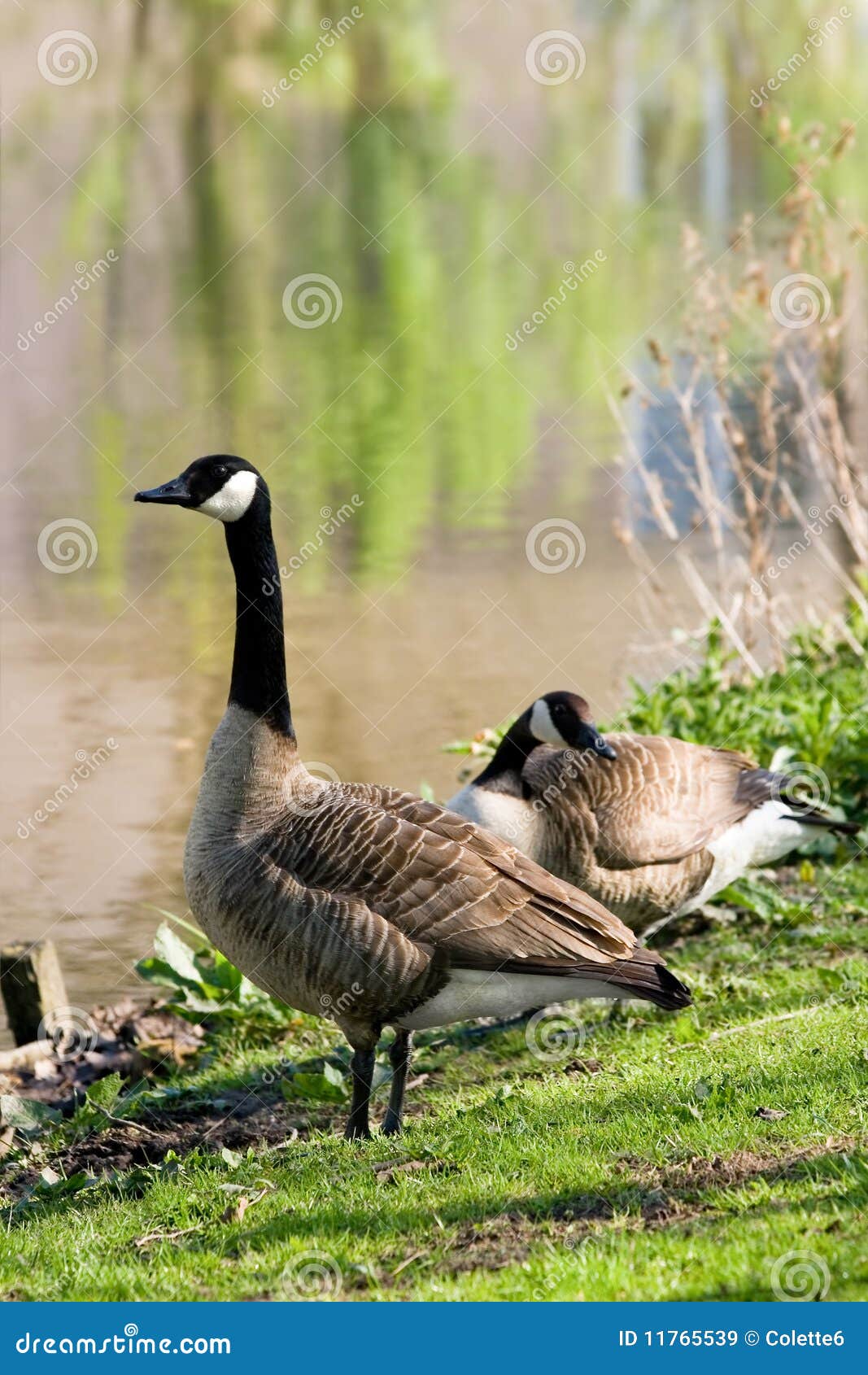 Couple of Canada Geese at the Waterside Stock Image - Image of natural ...