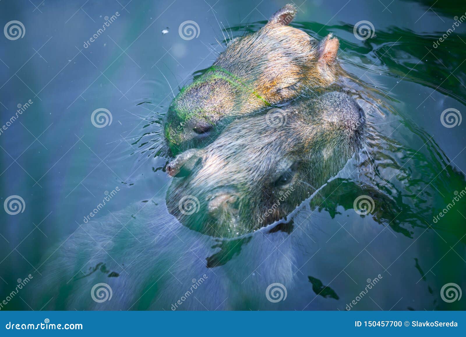 Couple Capybara Hugs in the Water Stock Photo - Image of capybara, hair ...