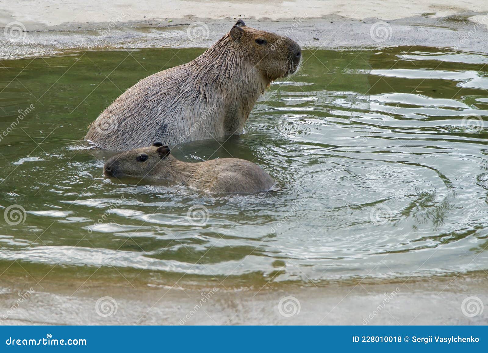 A Couple of Capybaras in the Pond. Stock Photo - Image of wild ...
