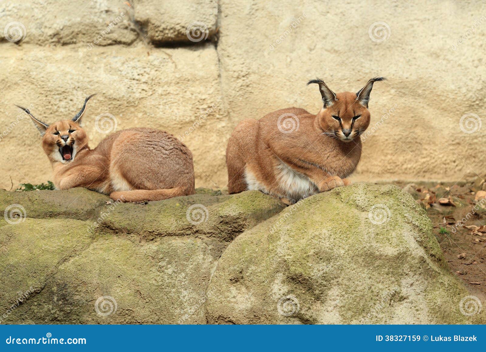 Couple of caracals stock image. Image of rock, lying - 38327159