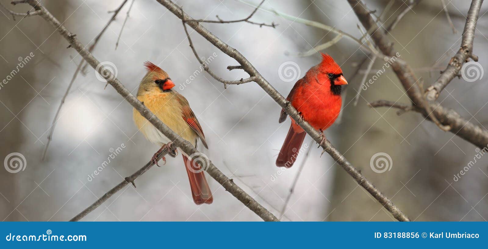 Couple of cardinal stock photo. Image of winter, bird - 83188856