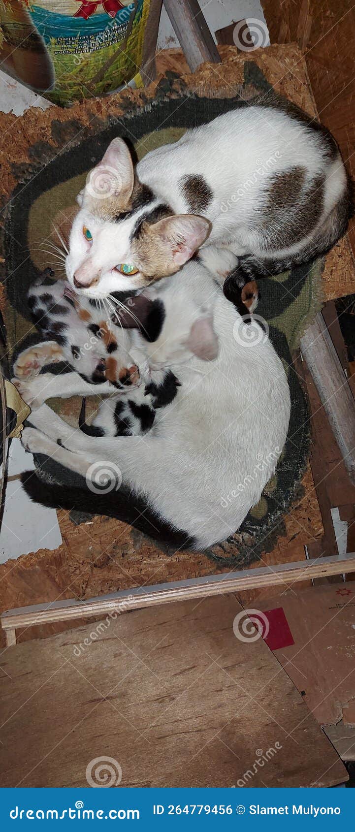 The Couple Cats Save Their Kitten Editorial Photo - Image of family ...