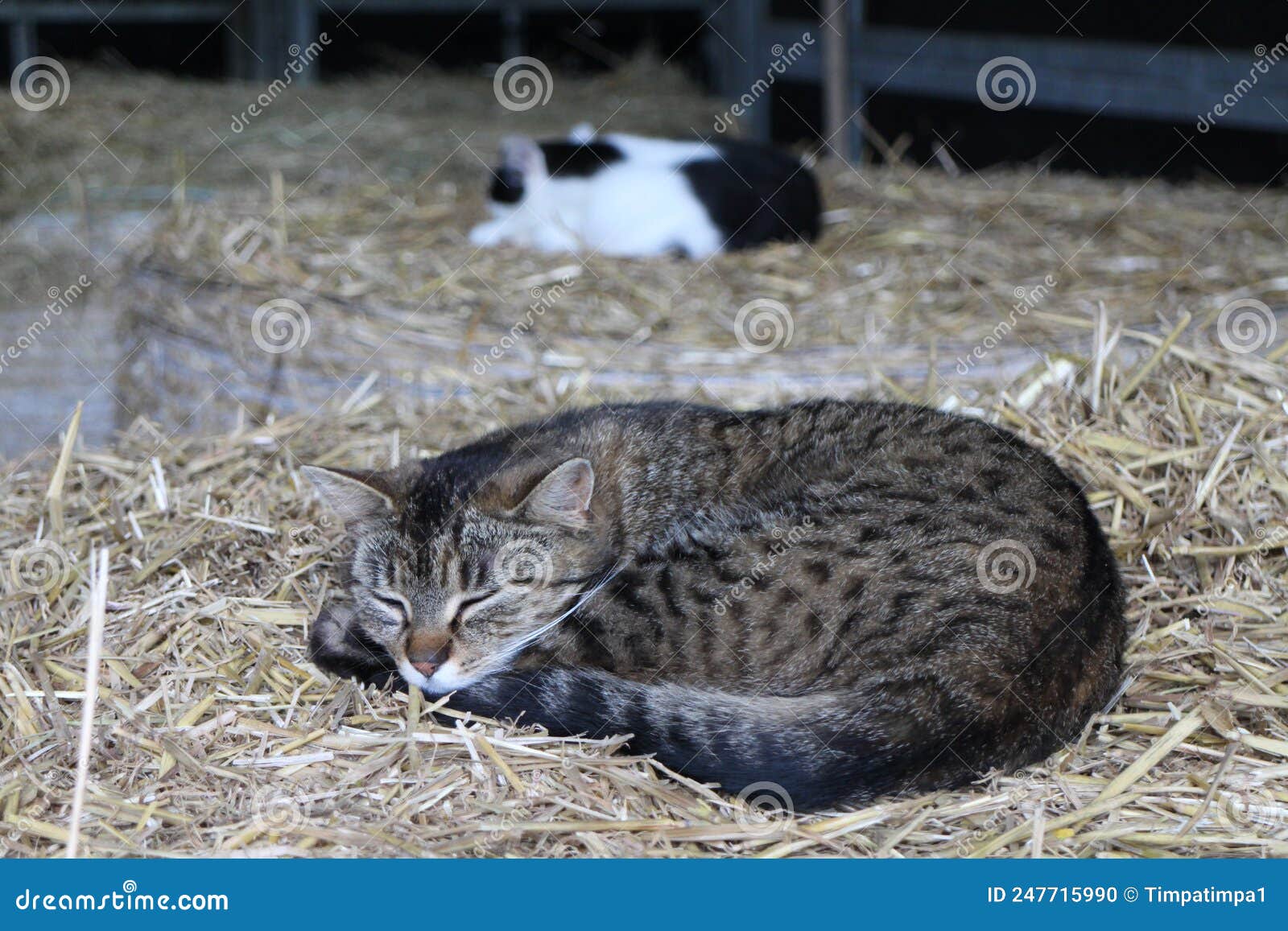 Two cats sleeping on straw stock photo. Image of mammal - 247715990