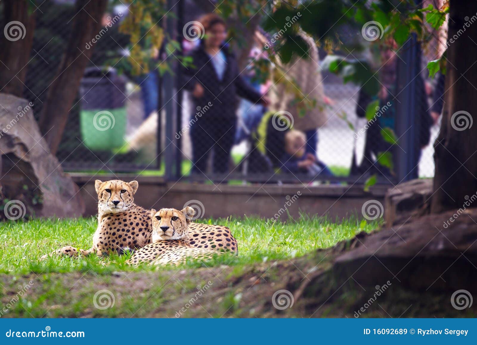 Couple of cheetahs stock image. Image of predator, beauty - 16092689