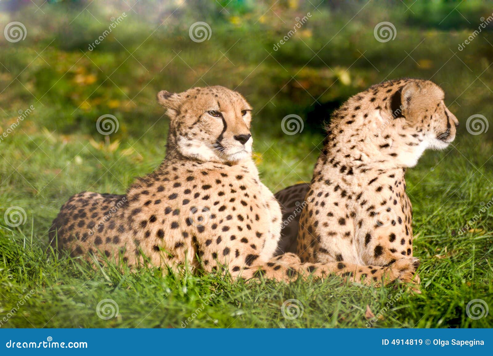 Couple of cheetahs stock image. Image of cheetah, love - 4914819
