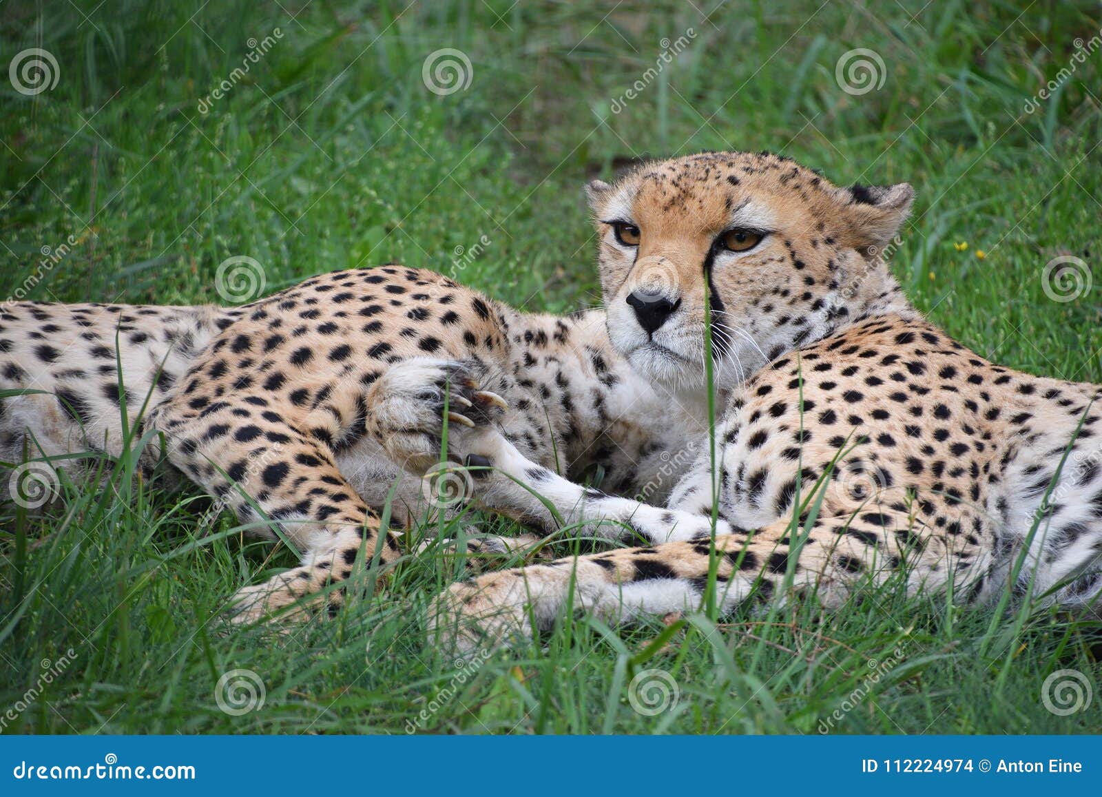 Two Cheetahs Resting Under A Tree. Royalty-Free Stock Photo ...
