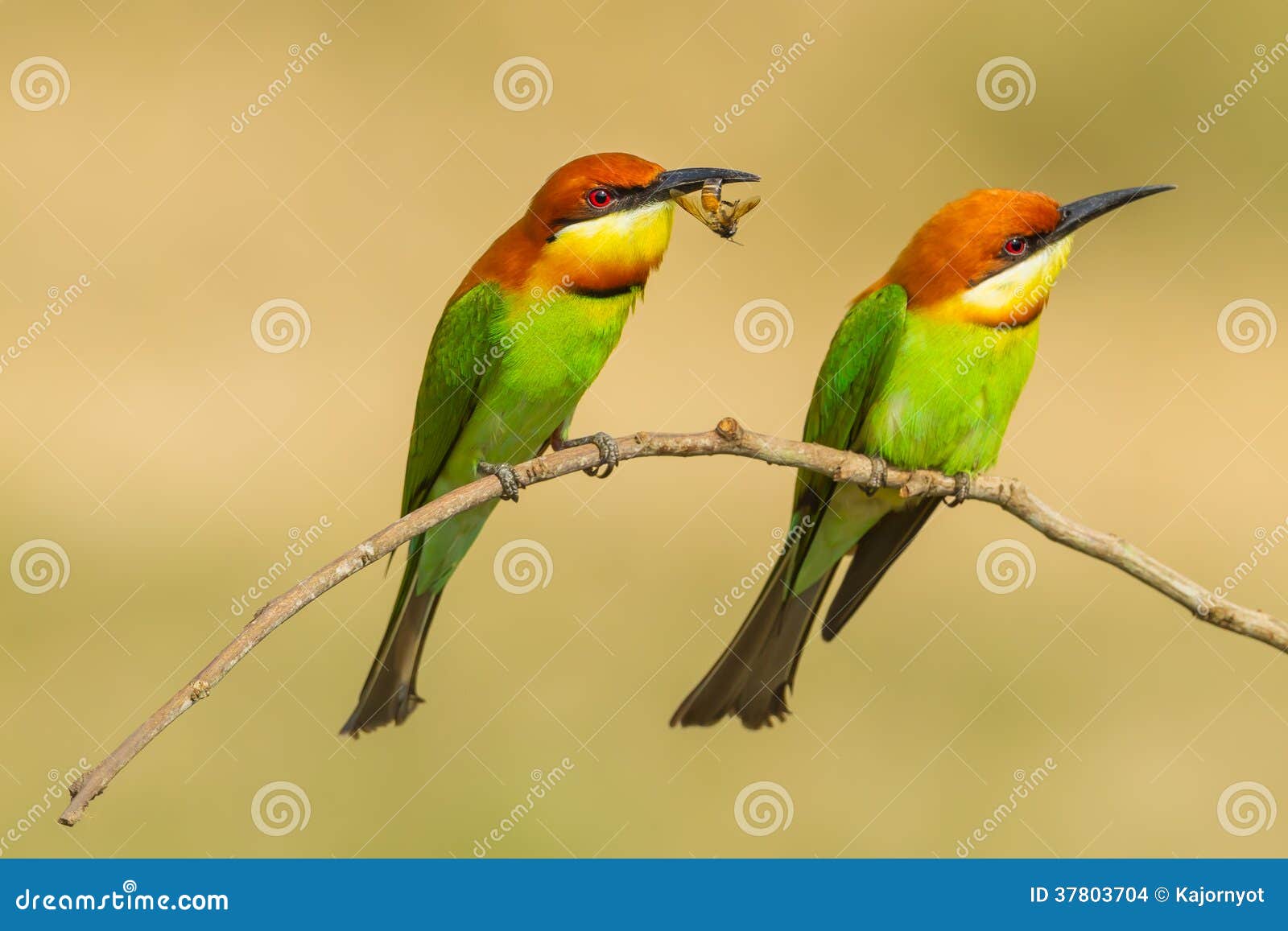 Couple of Chestnut-headed Bee-eater Stock Photo - Image of fast, green ...