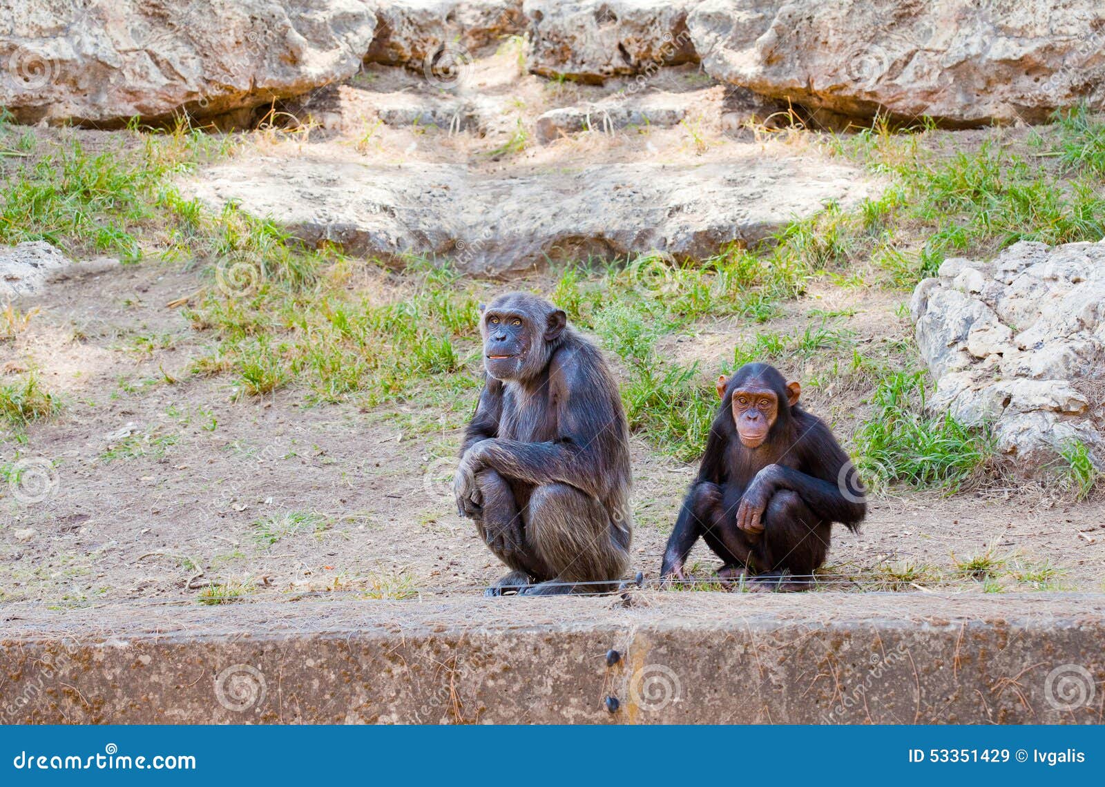 Couple of chimpanzees stock image. Image of chin, mammal - 53351429
