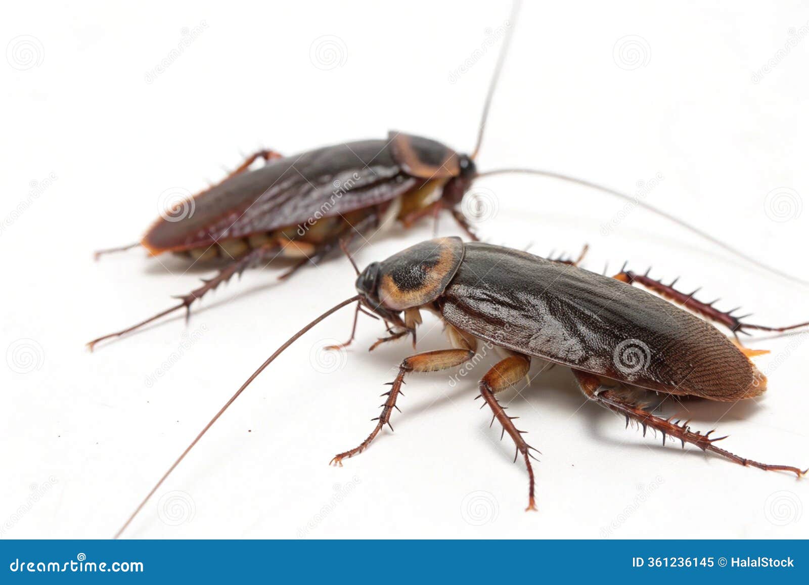 Couple of Cockroach Bugs â€ Close-Up on White Background Stock ...