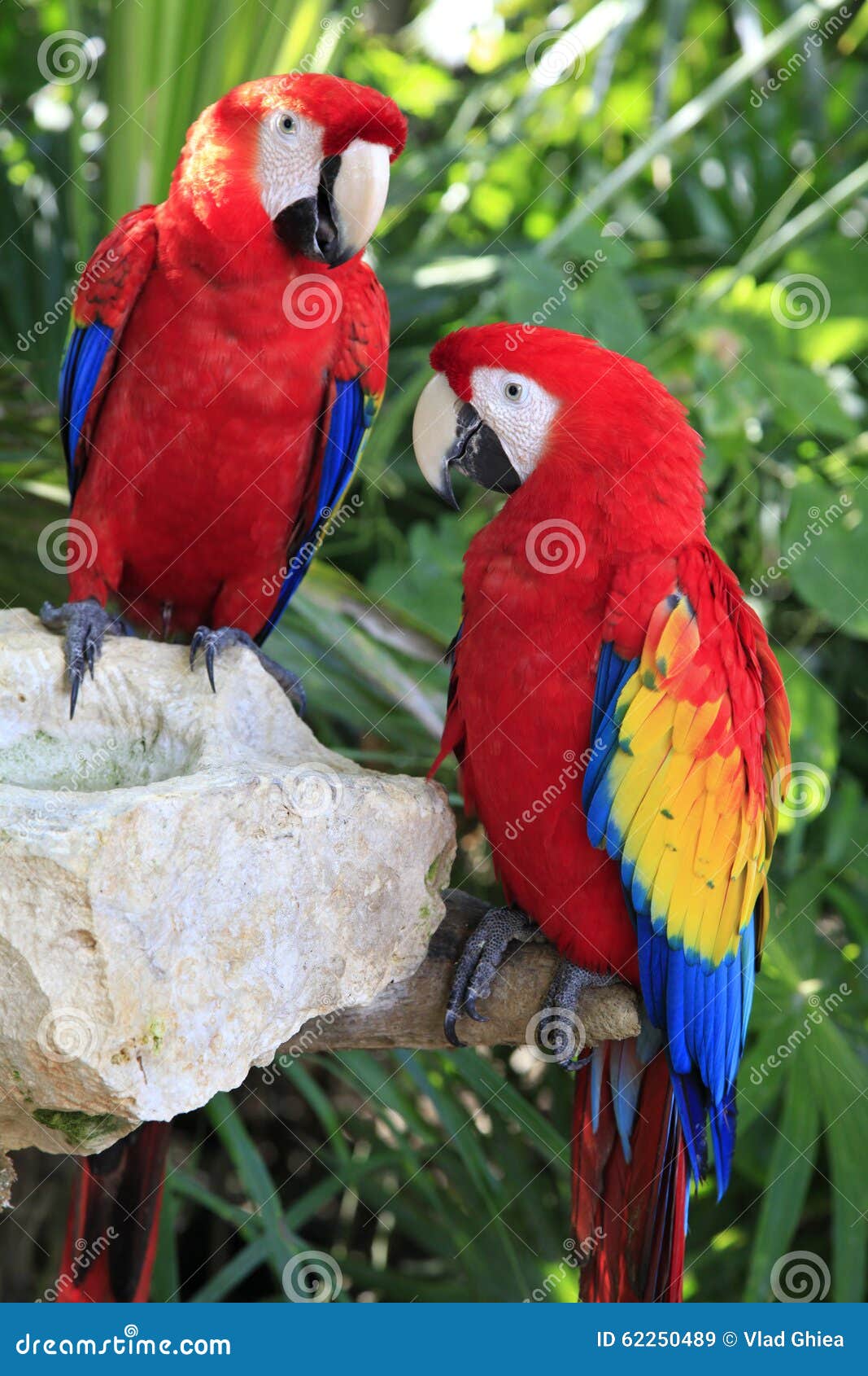 Couple of colorful parrots stock image. Image of colorful - 62250489